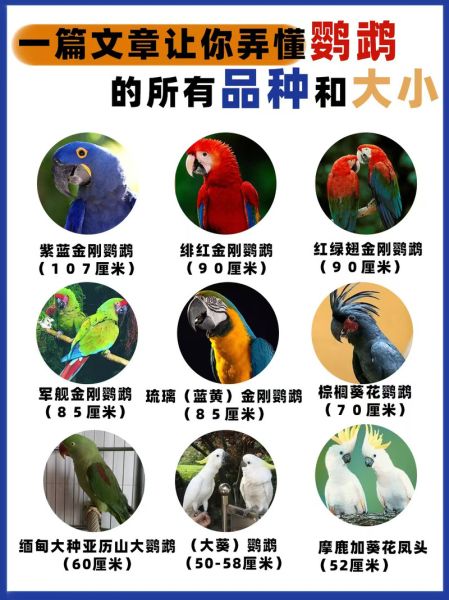 鹦鹉品种大全_鹦鹉图片怎么分辨-第2张图片-山城妙识 鹦鹉品种大全_鹦鹉图片怎么分辨-第2张图片-山城妙识