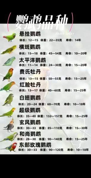 鹦鹉品种大全_鹦鹉图片怎么分辨-第3张图片-山城妙识 鹦鹉品种大全_鹦鹉图片怎么分辨-第3张图片-山城妙识