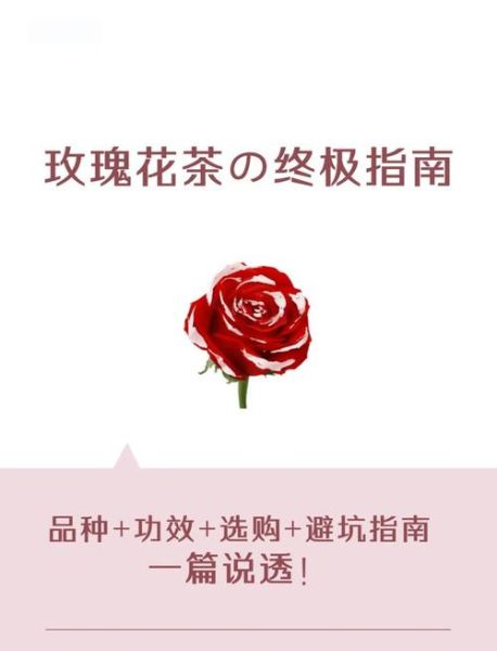 玫瑰花茶哪种玫瑰最好_平阴玫瑰还是大马士革玫瑰-第2张图片-山城妙识 玫瑰花茶哪种玫瑰最好_平阴玫瑰还是大马士革玫瑰-第2张图片-山城妙识