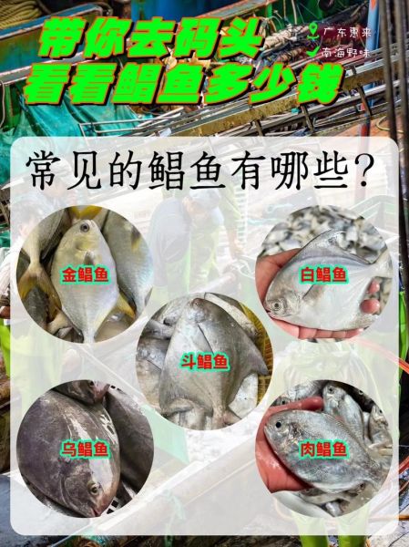 鲳鱼种类图片大全_如何区分常见鲳鱼品种-第1张图片-山城妙识 鲳鱼种类图片大全_如何区分常见鲳鱼品种-第1张图片-山城妙识