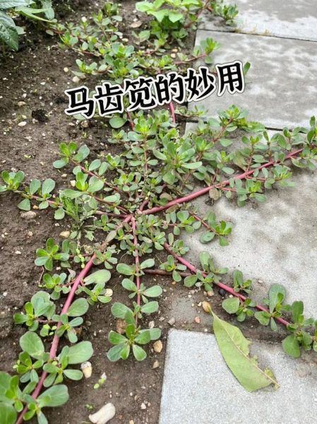 马齿苋菜的功效与禁忌_马齿苋菜什么人不能吃-第3张图片-山城妙识 马齿苋菜的功效与禁忌_马齿苋菜什么人不能吃-第3张图片-山城妙识
