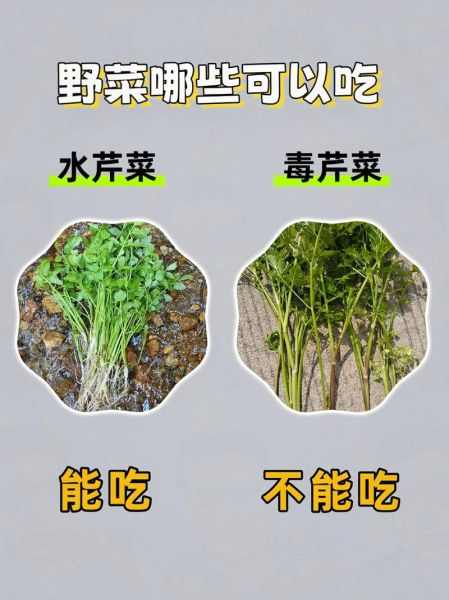 野菜图片大全_哪些野菜可以安全食用-第1张图片-山城妙识