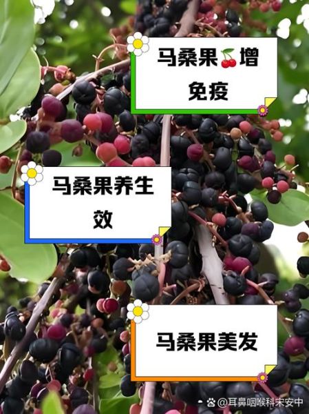 马桑果泡酒的功效与作用_马桑果泡酒能长期喝吗-第1张图片-山城妙识