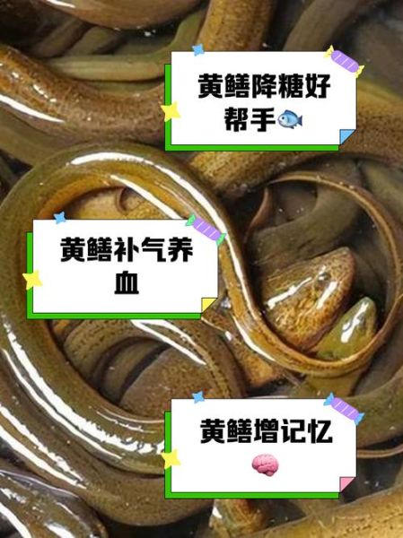 鳝鱼的营养价值_鳝鱼怎么吃最补-第1张图片-山城妙识