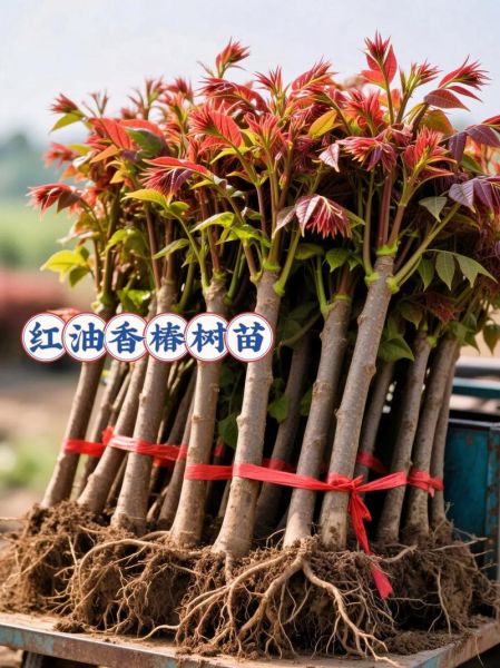 香椿苗批发价格_香椿苗基地在哪里-第3张图片-山城妙识
