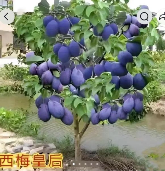 西梅树长什么样_西梅树几年结果-第2张图片-山城妙识 西梅树长什么样_西梅树几年结果-第2张图片-山城妙识