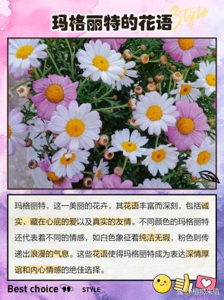 玛格丽特花的花语是什么_玛格丽特花适合送什么人-第2张图片-山城妙识