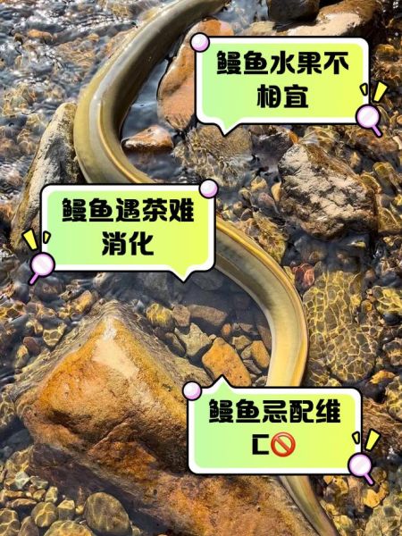 鳗鱼的营养价值与禁忌_哪些人不能吃鳗鱼-第1张图片-山城妙识