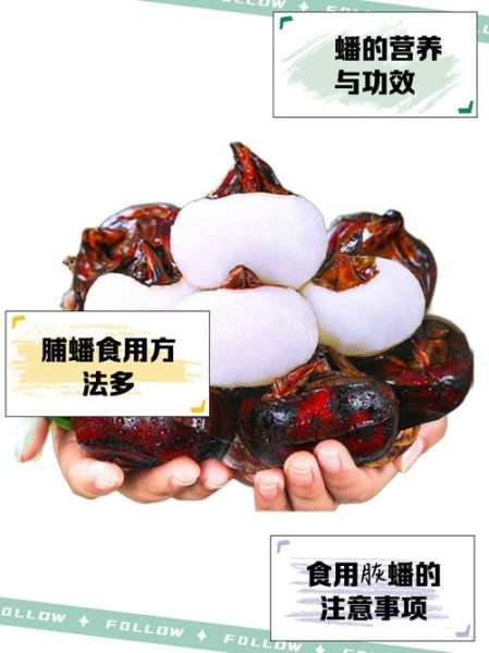 马蹄果怎么吃最好_马蹄果的吃法与禁忌-第1张图片-山城妙识 马蹄果怎么吃最好_马蹄果的吃法与禁忌-第1张图片-山城妙识