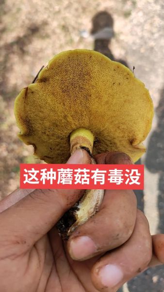 野生黄蘑菇能吃吗_如何辨别毒黄菇-第1张图片-山城妙识 野生黄蘑菇能吃吗_如何辨别毒黄菇-第1张图片-山城妙识