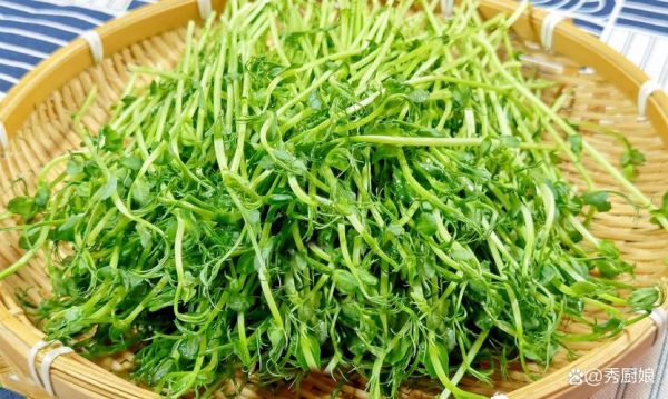 龙须菜是什么_龙须菜图片长什么样-第1张图片-山城妙识 龙须菜是什么_龙须菜图片长什么样-第1张图片-山城妙识
