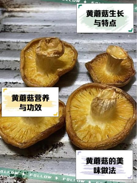 野生黄蘑菇能吃吗_如何辨别毒黄菇-第2张图片-山城妙识 野生黄蘑菇能吃吗_如何辨别毒黄菇-第2张图片-山城妙识