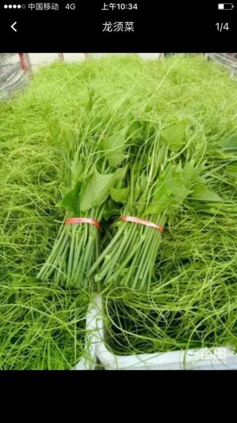 龙须菜是什么_龙须菜图片长什么样-第3张图片-山城妙识 龙须菜是什么_龙须菜图片长什么样-第3张图片-山城妙识