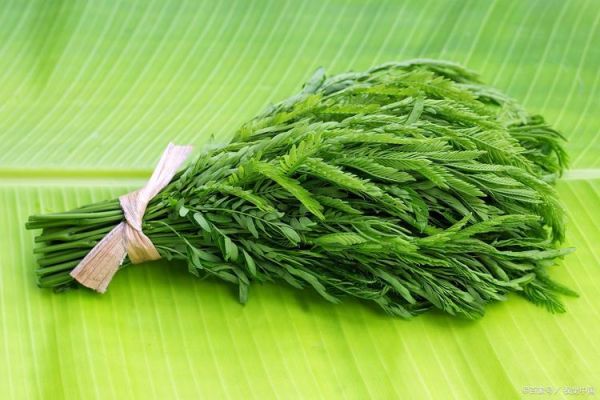 龙须菜是什么_龙须菜图片长什么样-第2张图片-山城妙识 龙须菜是什么_龙须菜图片长什么样-第2张图片-山城妙识