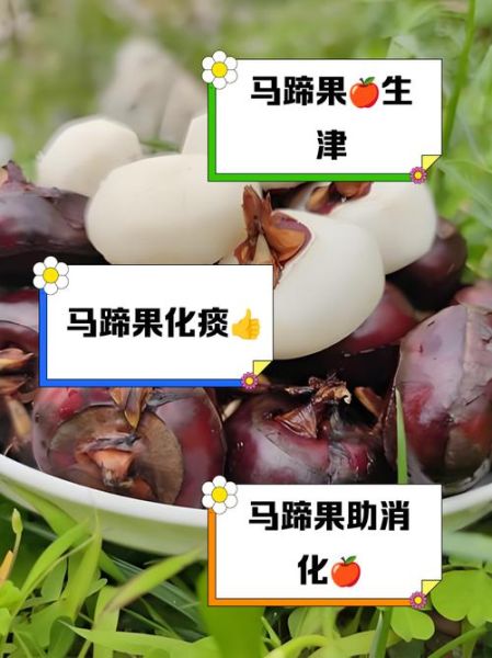 马蹄果怎么吃最好_马蹄果的吃法与禁忌-第3张图片-山城妙识 马蹄果怎么吃最好_马蹄果的吃法与禁忌-第3张图片-山城妙识