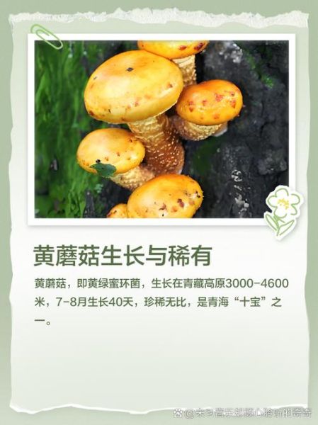 野生黄蘑菇能吃吗_如何辨别毒黄菇-第3张图片-山城妙识 野生黄蘑菇能吃吗_如何辨别毒黄菇-第3张图片-山城妙识