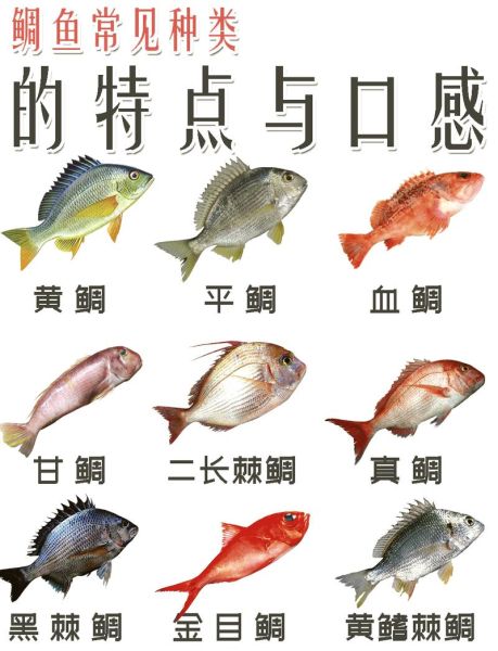 鲷鱼怎么读_鲷鱼读音是什么-第2张图片-山城妙识