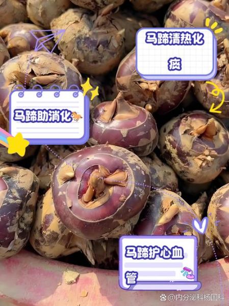 马蹄治什么病_马蹄的功效与作用-第3张图片-山城妙识 马蹄治什么病_马蹄的功效与作用-第3张图片-山城妙识