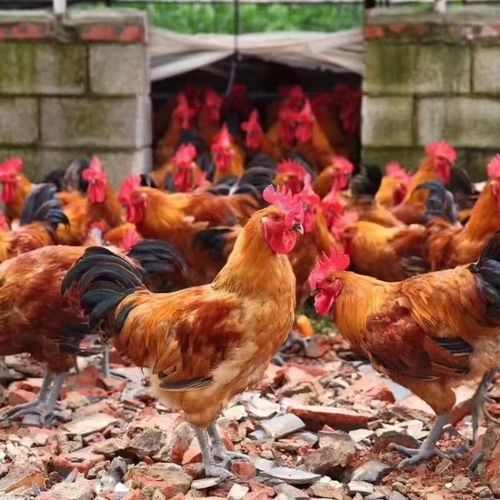青脚麻鸡图片_青脚麻鸡价格多少钱一斤-第2张图片-山城妙识