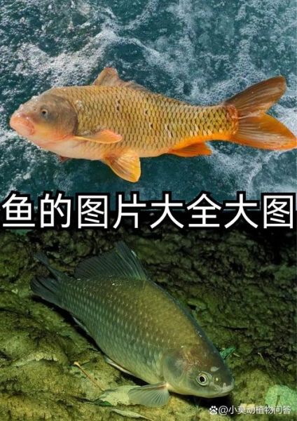 鱼图片大全_高清简单怎么找-第1张图片-山城妙识