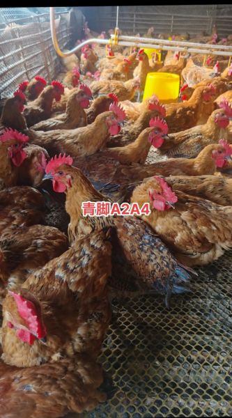青脚麻鸡图片_青脚麻鸡价格多少钱一斤-第1张图片-山城妙识