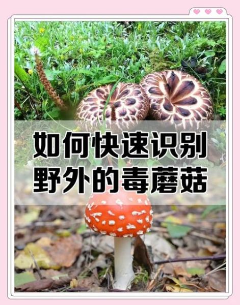 野生蘑菇大全_如何辨别可食用与毒蘑菇-第2张图片-山城妙识