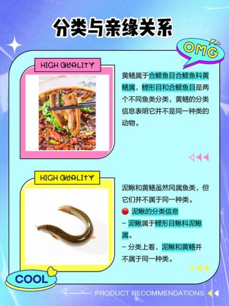 黄鳝和泥鳅一样吗_区别与营养对比-第2张图片-山城妙识