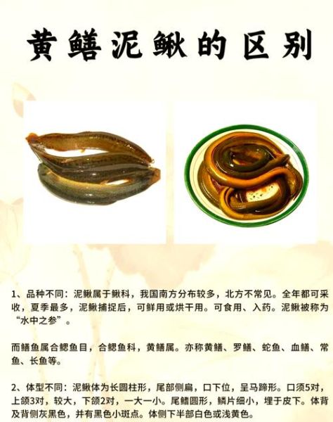 黄鳝和泥鳅一样吗_区别与营养对比-第1张图片-山城妙识