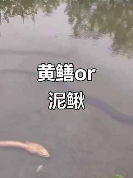 黄鳝和泥鳅一样吗_区别与营养对比-第3张图片-山城妙识