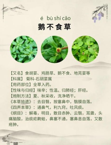 鹅不食草粉的功效与作用_鹅不食草粉怎么用-第1张图片-山城妙识 鹅不食草粉的功效与作用_鹅不食草粉怎么用-第1张图片-山城妙识