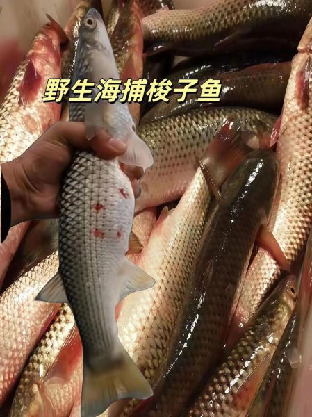 钓梭鱼用什么饵料_钓梭鱼的最佳时间-第1张图片-山城妙识 钓梭鱼用什么饵料_钓梭鱼的最佳时间-第1张图片-山城妙识