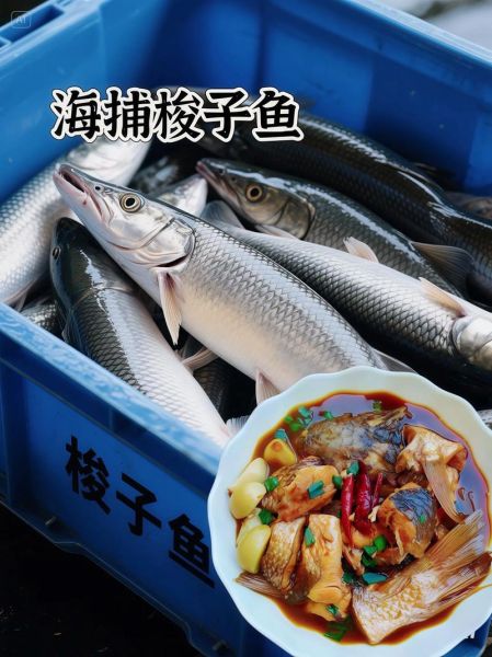 钓梭鱼用什么饵料_钓梭鱼的最佳时间-第2张图片-山城妙识 钓梭鱼用什么饵料_钓梭鱼的最佳时间-第2张图片-山城妙识