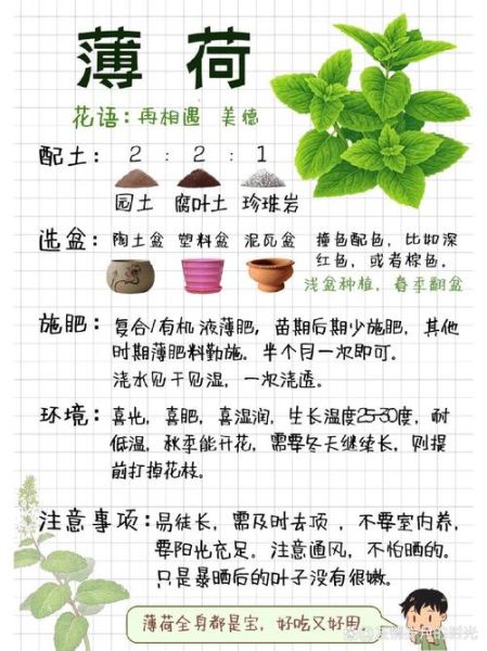 薄荷怎么吃最好吃_薄荷有哪些食用方法-第1张图片-山城妙识 薄荷怎么吃最好吃_薄荷有哪些食用方法-第1张图片-山城妙识