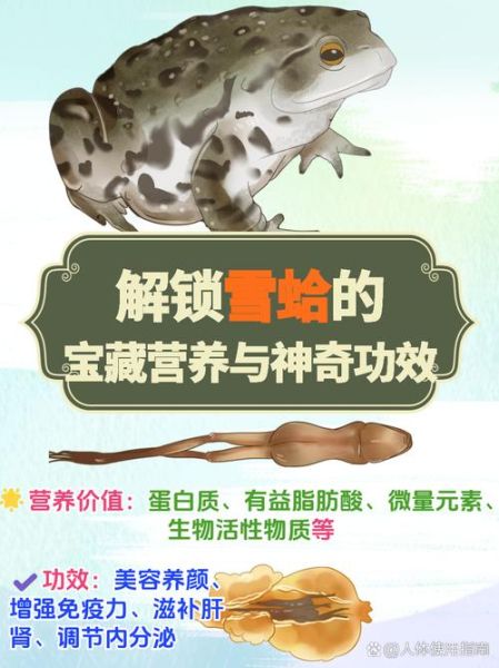 雪蛤多少钱一只_雪蛤价格怎么算-第3张图片-山城妙识 雪蛤多少钱一只_雪蛤价格怎么算-第3张图片-山城妙识