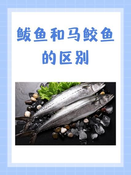 鲐鲅鱼怎么读_鲐鲅鱼和鲅鱼的区别-第1张图片-山城妙识