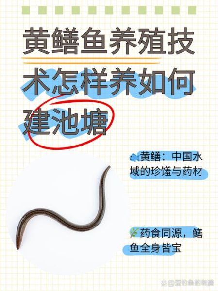 黄鳝养殖视频_如何养好黄鳝-第1张图片-山城妙识