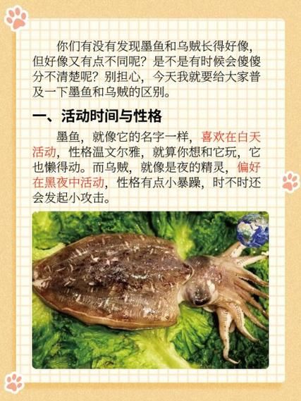 目鱼和墨鱼的区别_哪个更好吃-第1张图片-山城妙识 目鱼和墨鱼的区别_哪个更好吃-第1张图片-山城妙识
