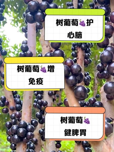 树葡萄的功效与作用_树葡萄怎么吃才正确-第1张图片-山城妙识 树葡萄的功效与作用_树葡萄怎么吃才正确-第1张图片-山城妙识