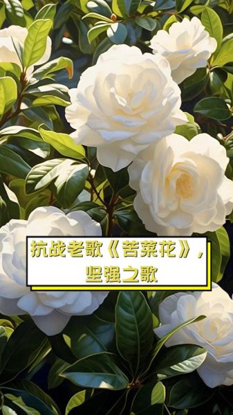 苦菜花歌曲原唱是谁_苦菜花歌词背后的故事-第2张图片-山城妙识