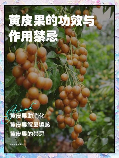黄皮水果有什么功效_黄皮果怎么吃最好-第2张图片-山城妙识 黄皮水果有什么功效_黄皮果怎么吃最好-第2张图片-山城妙识