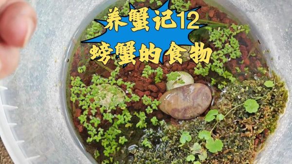 河里抓的小螃蟹怎么养_小螃蟹吃什么食物-第3张图片-山城妙识 河里抓的小螃蟹怎么养_小螃蟹吃什么食物-第3张图片-山城妙识