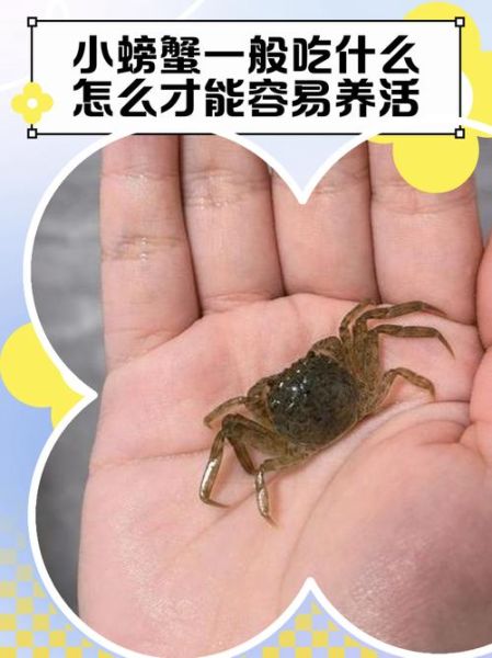 河里抓的小螃蟹怎么养_小螃蟹吃什么食物-第2张图片-山城妙识 河里抓的小螃蟹怎么养_小螃蟹吃什么食物-第2张图片-山城妙识