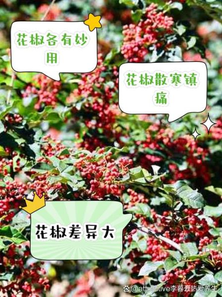 野花椒的功效与作用_野花椒和花椒的区别-第2张图片-山城妙识 野花椒的功效与作用_野花椒和花椒的区别-第2张图片-山城妙识