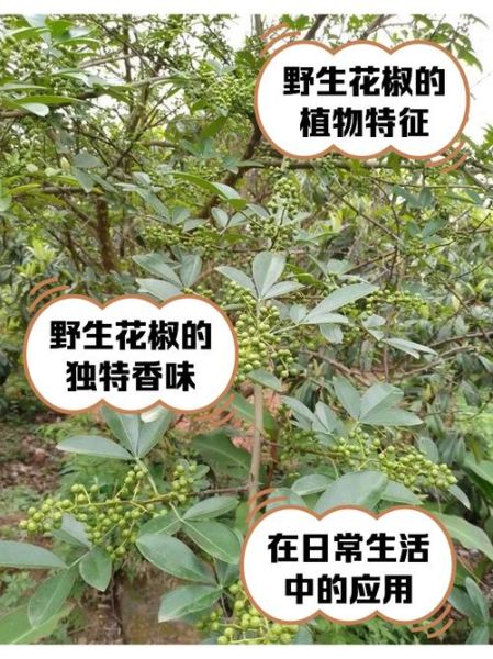 野花椒的功效与作用_野花椒和花椒的区别-第1张图片-山城妙识 野花椒的功效与作用_野花椒和花椒的区别-第1张图片-山城妙识