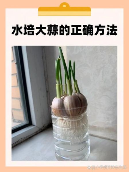 大蒜泡水喝的正确方法_大蒜泡水一天喝几次-第3张图片-山城妙识 大蒜泡水喝的正确方法_大蒜泡水一天喝几次-第3张图片-山城妙识
