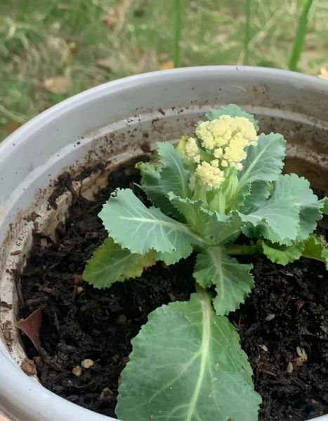 花菜英文怎么说_花菜英文怎么写-第2张图片-山城妙识 花菜英文怎么说_花菜英文怎么写-第2张图片-山城妙识