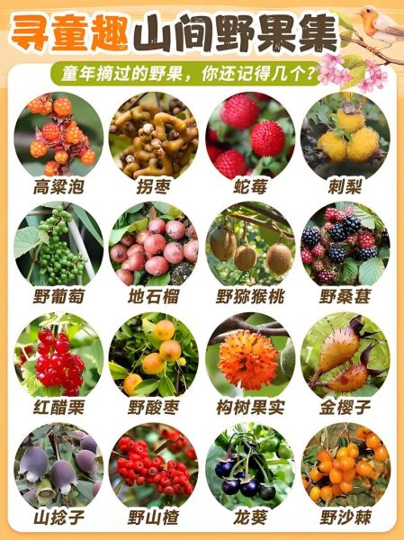 野生水果有哪些_如何识别可食用品种-第1张图片-山城妙识