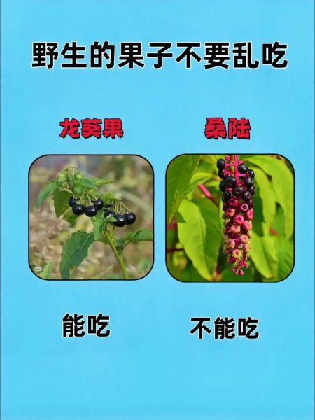 野生水果有哪些_如何识别可食用品种-第2张图片-山城妙识