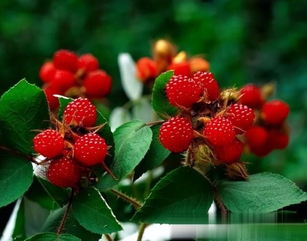 野生水果有哪些_如何识别可食用品种-第3张图片-山城妙识
