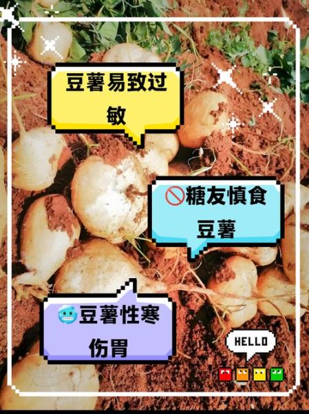 豆薯的功效与作用_豆薯怎么吃减肥-第2张图片-山城妙识 豆薯的功效与作用_豆薯怎么吃减肥-第2张图片-山城妙识